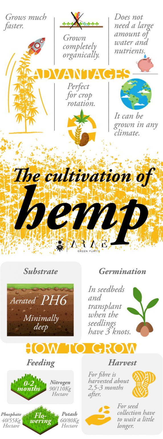 Hemp Growing. All you need to know